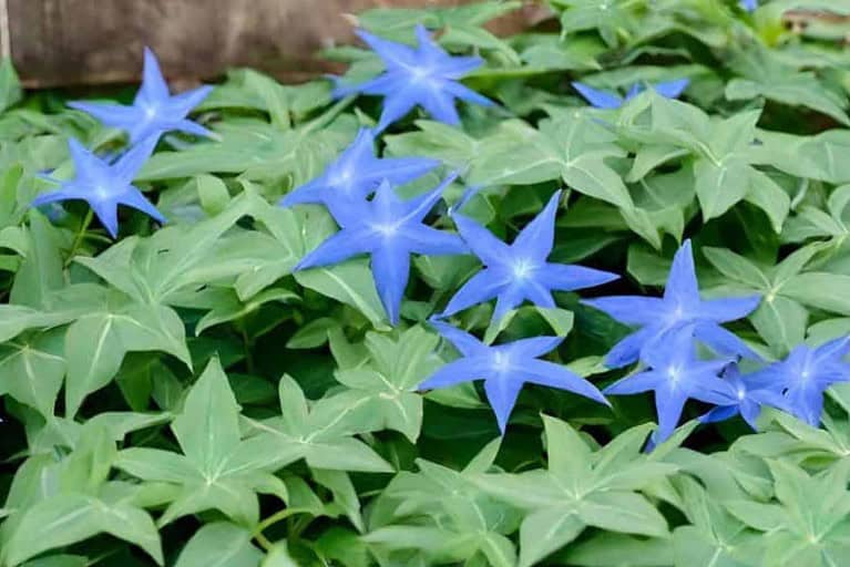Blue Star Creeper | A Care Guide for Ground Cover Elegance