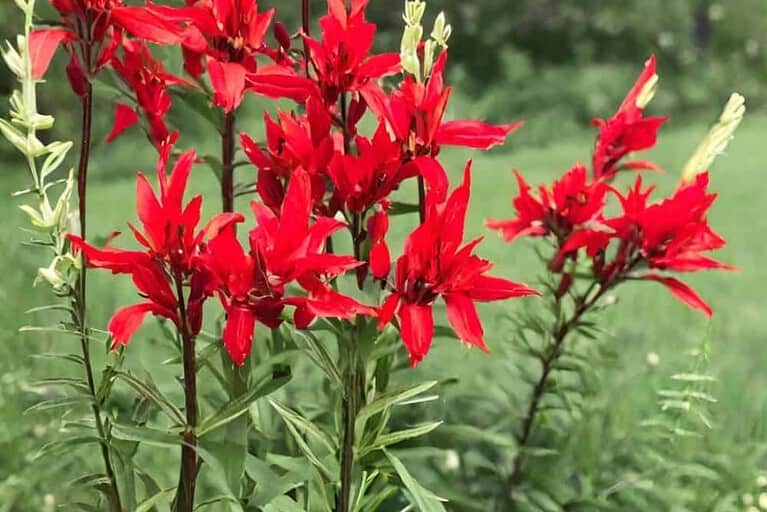 Cardinal Flower | A Growing Guide for Vibrant Blooms