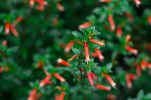 Cuphea | A Cultivation Guide For Thriving In Your Garden