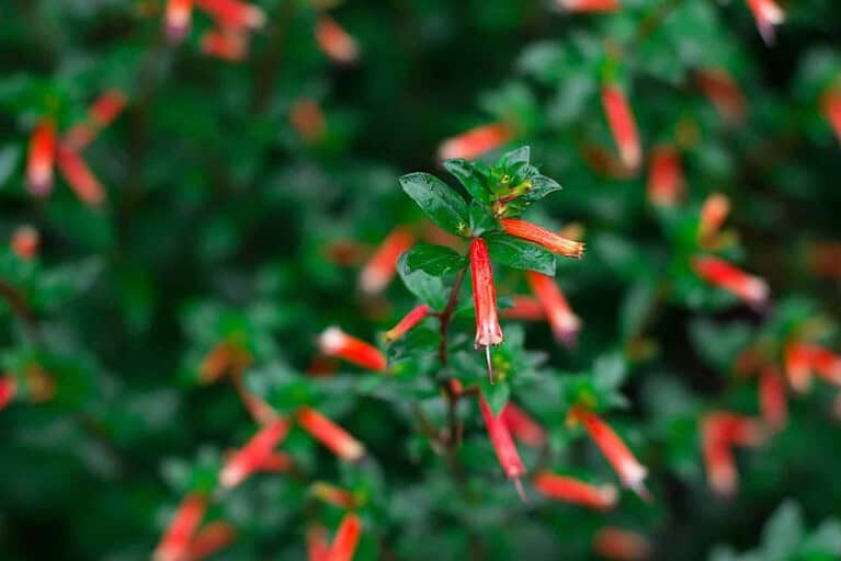 Cuphea | A Cultivation Guide For Thriving In Your Garden