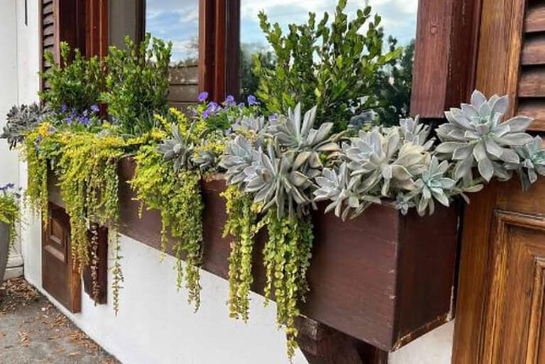 Lysimachia | A Cultivation Guide For Creeping Jenny