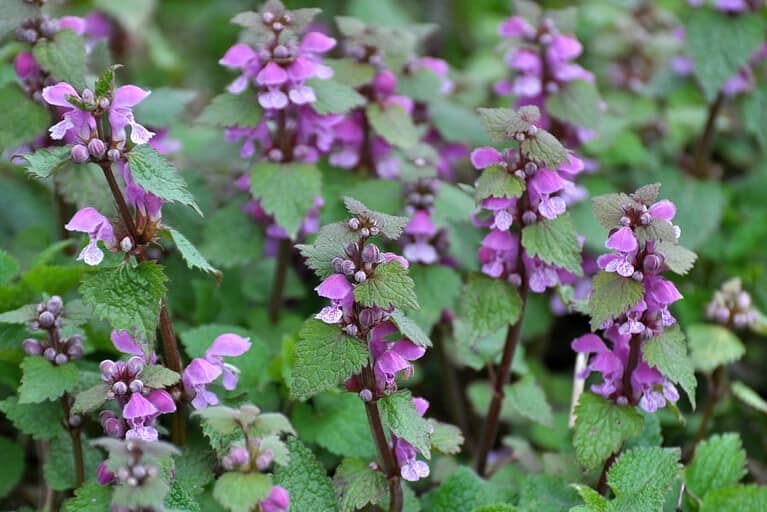 Lamium | Expert Cultivation Guide For Hardy Ground Cover
