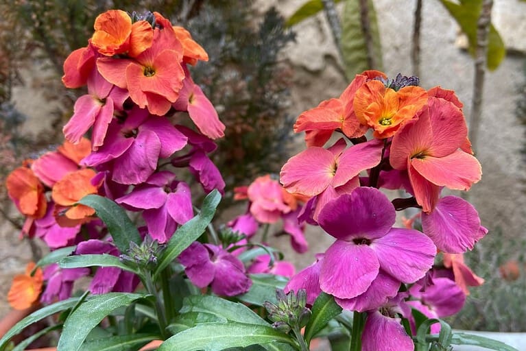 Erysimum | Growth & Care Guide for Premium Wallflowers