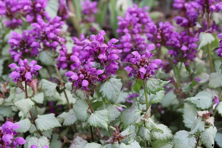 Lamium | Expert Cultivation Guide For Hardy Ground Cover