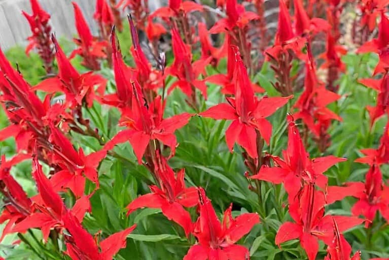 Cardinal Flower | A Growing Guide for Vibrant Blooms