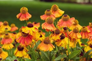 Helenium | Our Cultivation Guide for Colorful Blooms