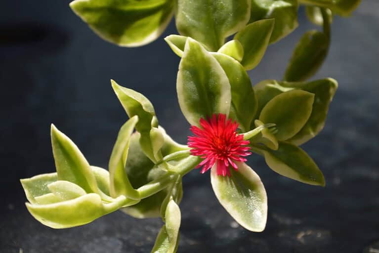 Mezoo “Livingstone Daisy” | A Guide for Care and Beauty