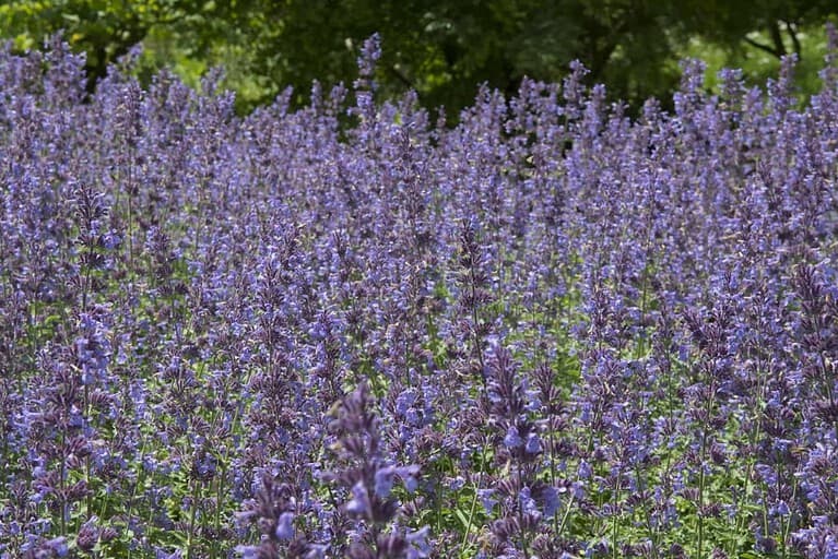 Nepeta | Growth & Care Guide for Catmint in Your Garden
