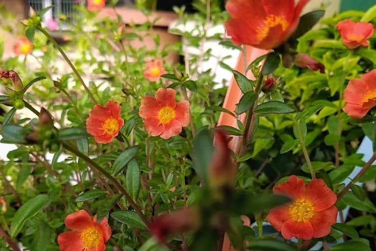 Portulaca Paradise | A Guide to Care and Stunning Varieties