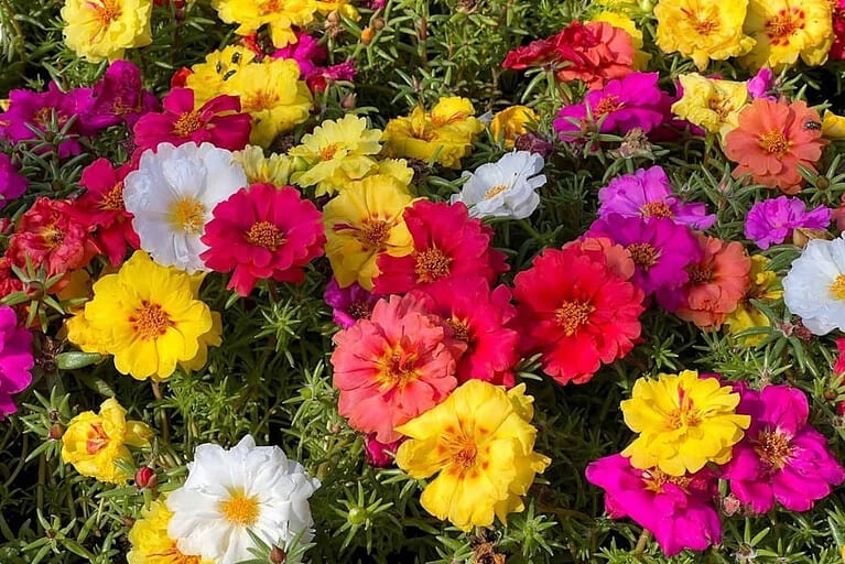 Portulaca Paradise | A Guide to Care and Stunning Varieties