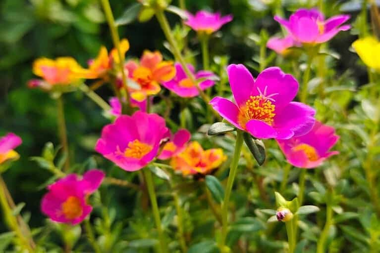 Portulaca Paradise | A Guide to Care and Stunning Varieties