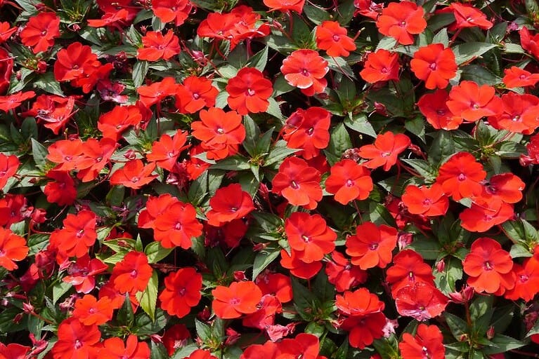 SunPatiens | Growing Tips For Vibrant & Hardy SunPatiens