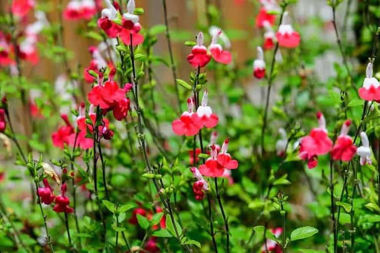 Salvia Delight | A Guide To Growing And Caring For Sage