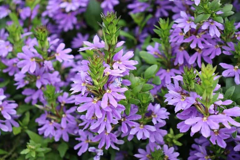 Scaevola Serenity | Unlock Care Tips And Vibrant Varieties