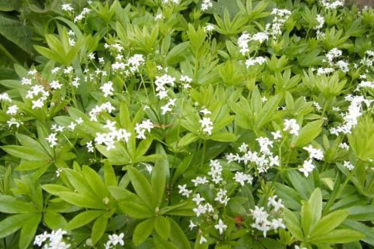 Sweet Woodruff | Expert Care Tips For Successful Cultivation