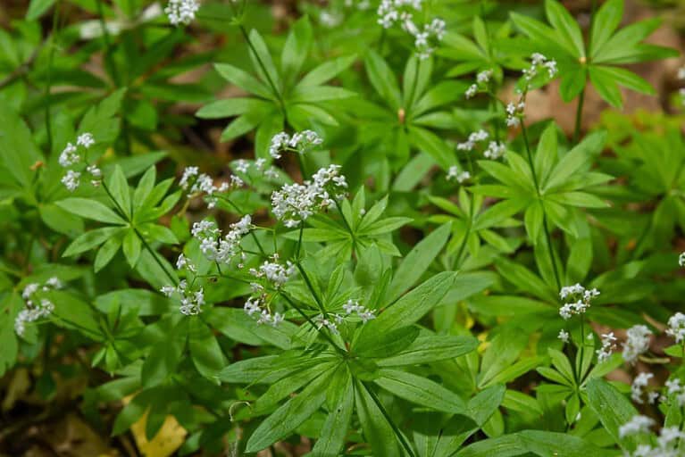 Sweet Woodruff | Expert Care Tips For Successful Cultivation