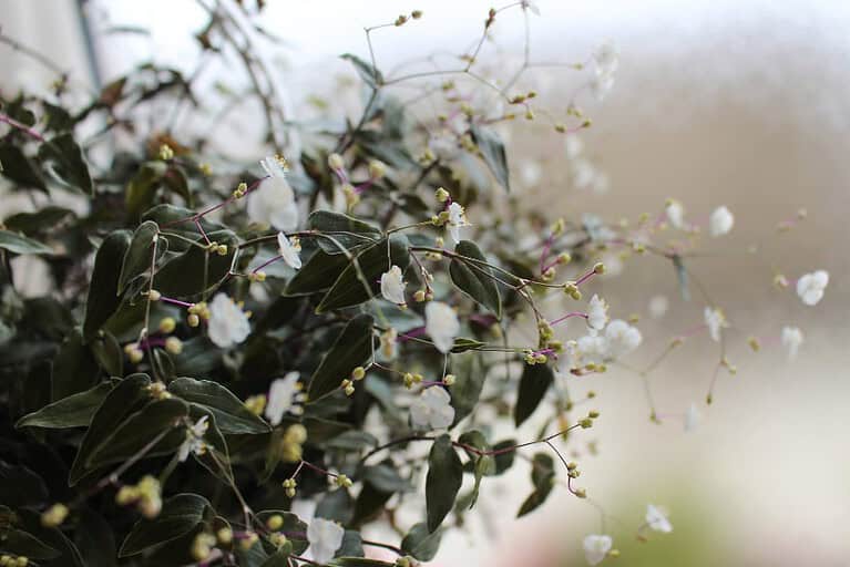 Bridal Veil | A Growth Guide For Elegant Cascading Plants