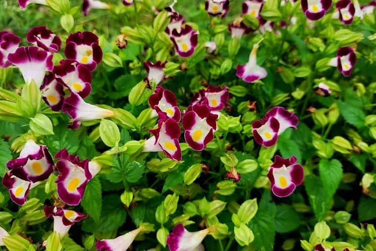 Torenia | Care Tips And Varieties For The Wishbone Flower