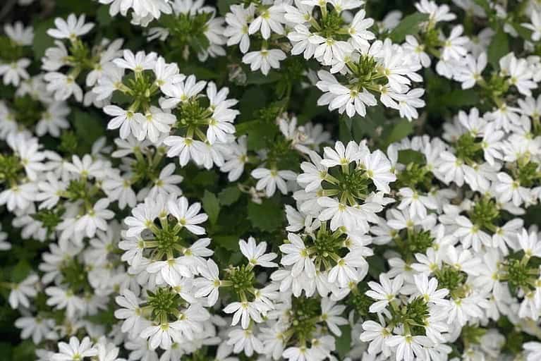 Scaevola Serenity | Unlock Care Tips And Vibrant Varieties